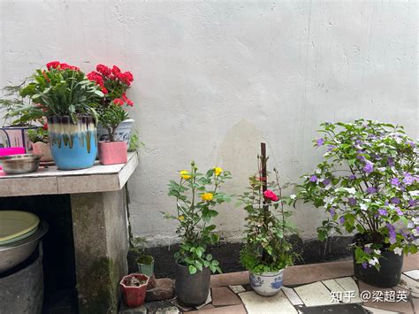 一花一世界一叶一菩提 知乎