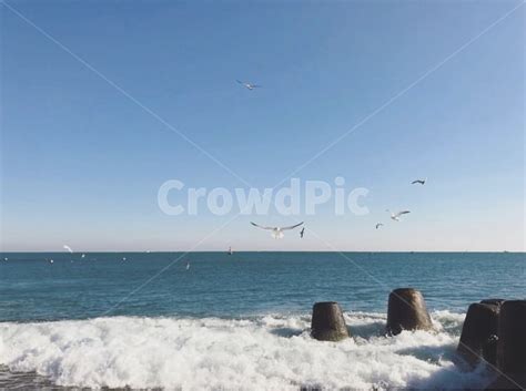 바다 파도 갈매기 지평선 풍경 사진이미지일러스트캘리그라피 Pick33작가