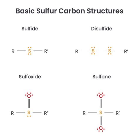 Basic Sulfur Carbon Structures Scientific Vector Illustration