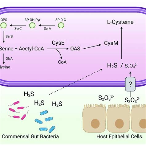 Model For Cysteine Synthesis In C Jejuni C Jejuni Cysteine Synthase