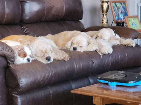 Spring Hollow Cocker Spaniels In Missouri Cocker Spaniel Puppies