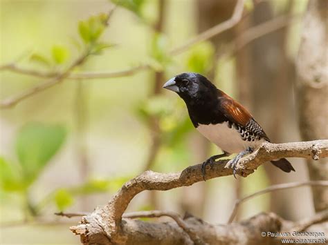 Capucin Bicolore Adulte Pava287448