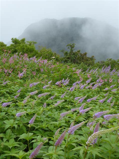 再会と出会いの大山『ユートピア 』⛰️親指ピーク、振子山経由 Ueharuさんの大山・甲ヶ山・野田ヶ山の活動データ Yamap ヤマップ