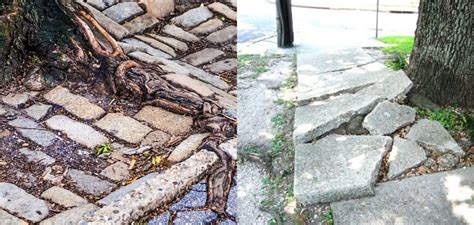 How To Fix Sidewalks Lifted By Tree Roots In 8 Ways 2025