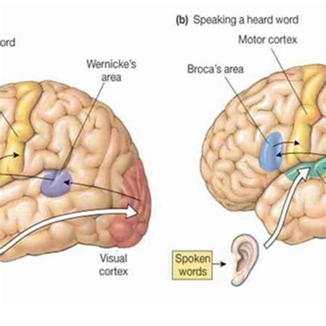 Auditory And Visual Signal Processing Goo Gl Images Miblms Download Scientific Diagram