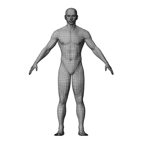 Male Base Mesh 3d Model 5 Ztl Fbx Ma Free3d