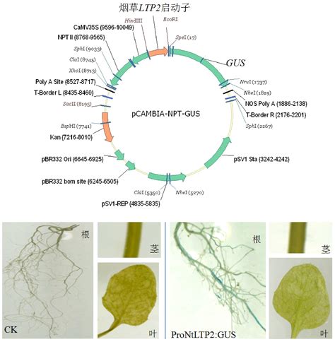植物促根基因ltp2、其启动子、表达产物、表达载体及应用的制作方法