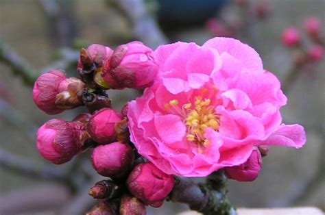 楊貴妃・ようきひ 日本梅の会 Nippon Ume
