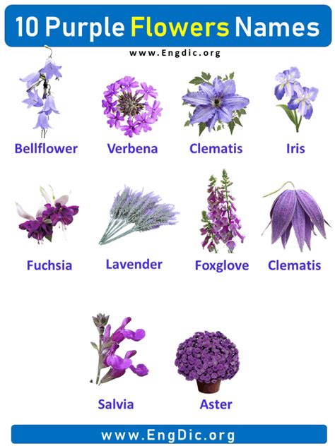 List Of Purple Flower Names