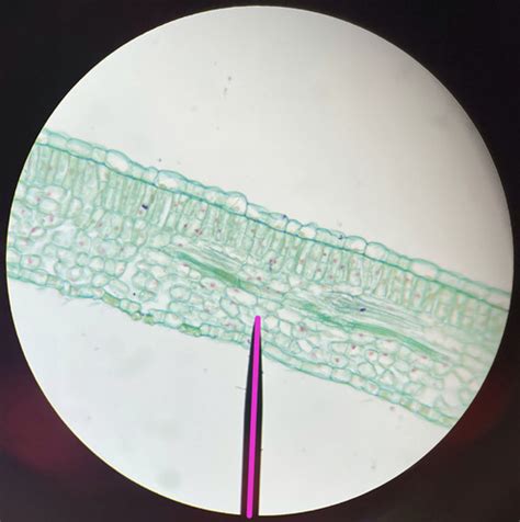 BIOL 202L Practical 1 Flashcards Quizlet