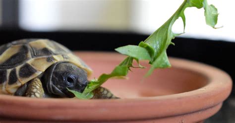 The Intriguing World Of Tortoise Anatomy You Need To Know