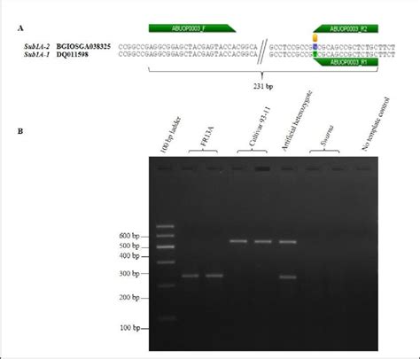 Illustration Of The A Single Nucleotide Polymorphism And The Anchored