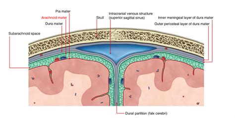 Arachnoid Mater Earths Lab