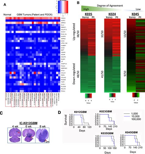 Rnaseq Analysis And In Vivo Tumor Growth Of Pdox Models A Hierarchical Download Scientific
