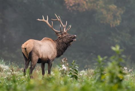 Top 10 Big Game Calibers For Hunting Success Proarmory