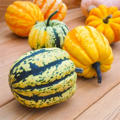 호박 배열 판매 호박 나무에가 정 프리미엄 사진