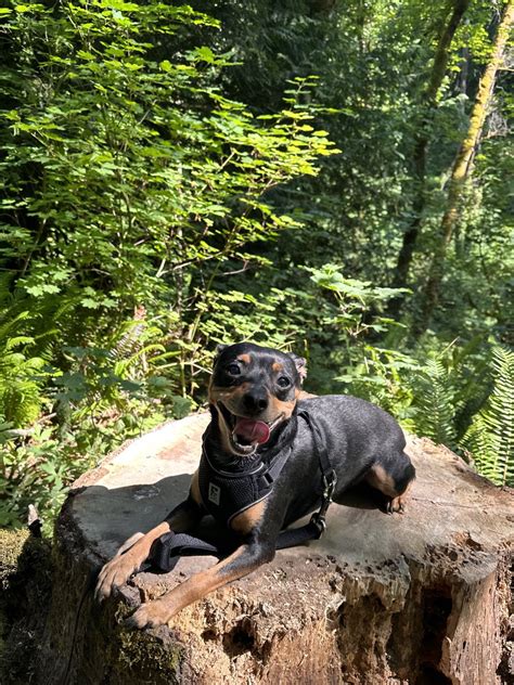 Kodi Coyote On Twitter Vinny The Stump King