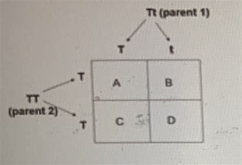 Biology Ii Final Flashcards Quizlet