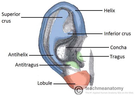 The Ear Teachmeanatomy