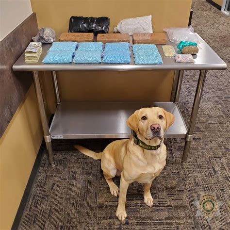 King County Deputies Bust Sinaloa Cartel Associate Kiro 7 News Seattle
