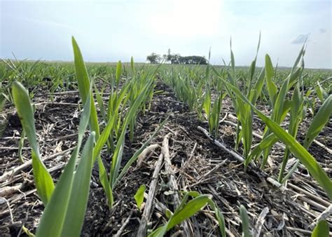 Rolling Barley At Different Stages For Maximum Silage Yield