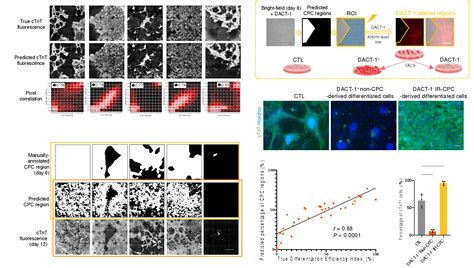 赵扬、张珏研究组和合作者建立了基于活细胞动态图像机器学习的多能干细胞分化系统