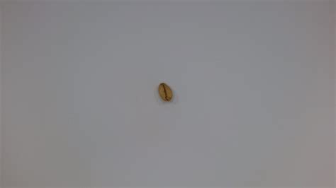 Coffe Beans Classification Classification Dataset By Coffeebeans