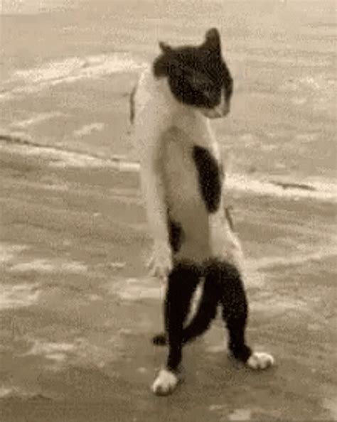 Funny Moving S