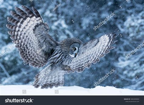 Great Gray Owl Flying