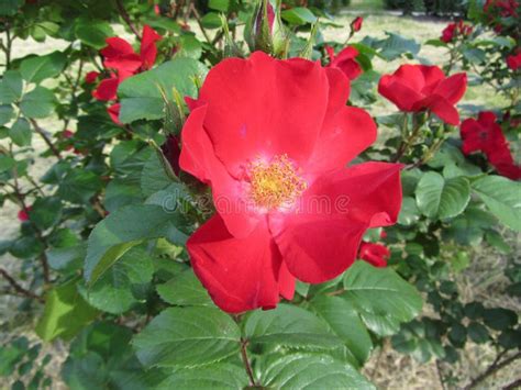 Close Up Of A Vibrant Red Rose In A Garden Or Flowery Setting Lit To