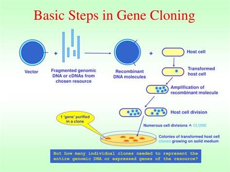 Ppt Plasmid Dna Isolation And Restriction Mapping Powerpoint