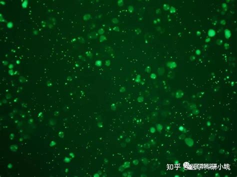 你的sirna为什么没有效果？ 知乎