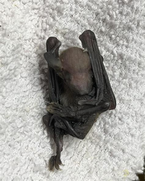 This Little Itty Bitty Bat Hobbitstee Wildlife Refuge