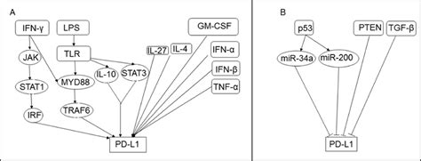 Pd L1 Expression Is Regulated By Several Cytokines A Upregulation Of