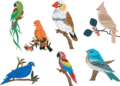 Diferentes Tipos De Aves 13518161 Vector En Vecteezy