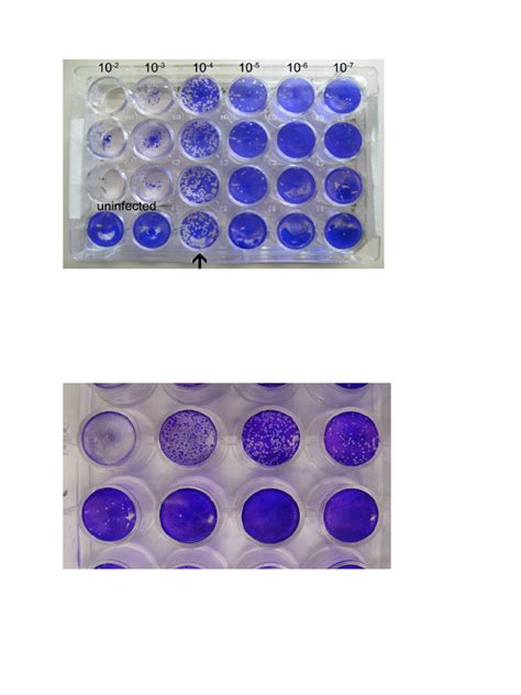 Plaque Assay Pdf