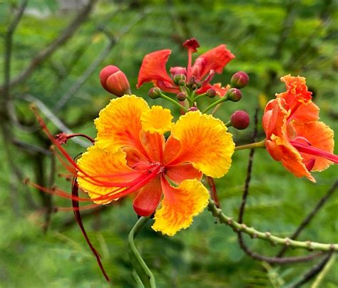 Peacock Flower A Thing Of Beauty By Quiet Frame For Awe Medium