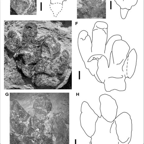 The Sevier Orogenic Belt Is The Major Mountain Building System In