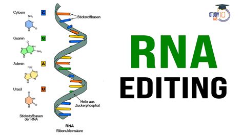 Rna Editing Applications And Associated Challenges Rna Editing Applications And Associated Challenges