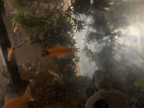 This Is One Of My Swordtails Are They Pregnant Raquariums