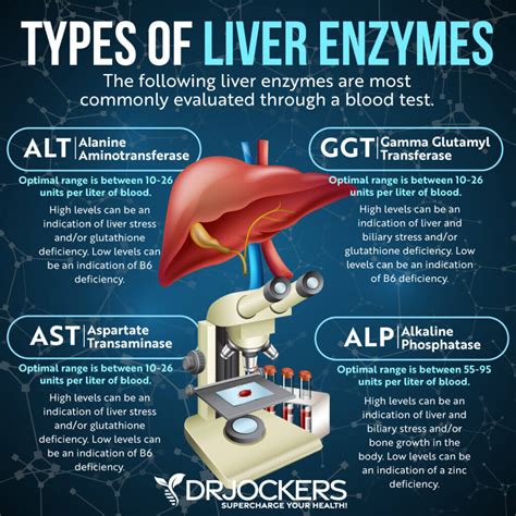 Testing Liver Function Key Lab Markers And Functional Analysis