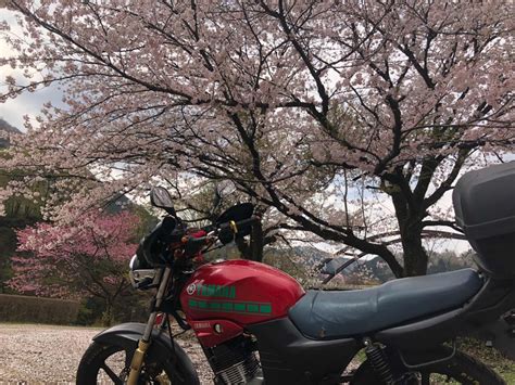 反転ハンドラさんの投稿したツーリング情報 わたらせ鉄道神戸駅の桃の花と桜が見頃と聞 バイクのカスタム ツーリング情報ならモトクル