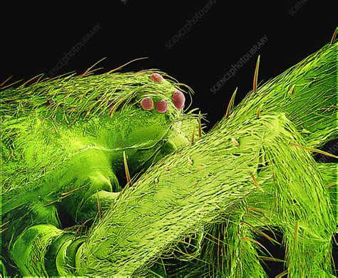 Spider Sem Stock Image Z430 0411 Science Photo Library