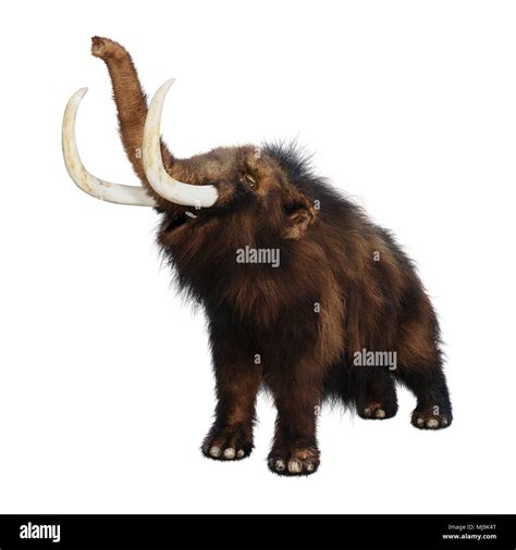3d Rendering Of A Woolly Mammoth Isolated On White Background Stock