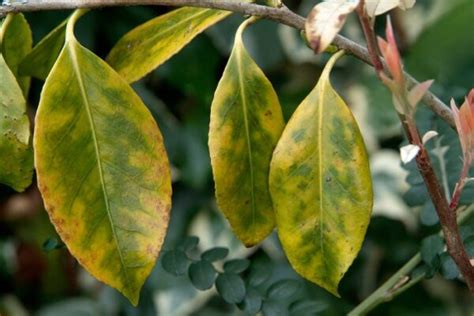 Camellia Turning Yellow Possible Causes And Fixes Garden Go Time
