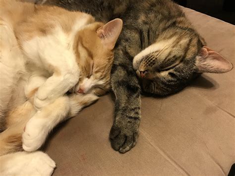A Mom And Her Son Scrolller