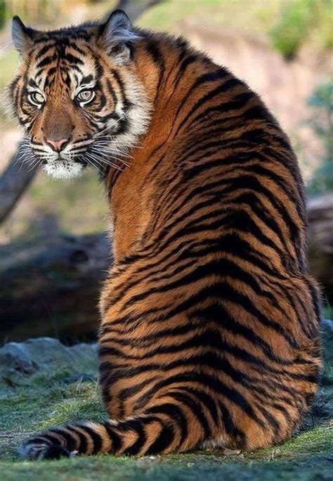 Pin on Большие кошки*Pantherinae | Big animals, Wild cats, Tiger pictures