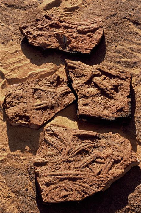 Examples Of Trace Fossils At John Mclain Blog