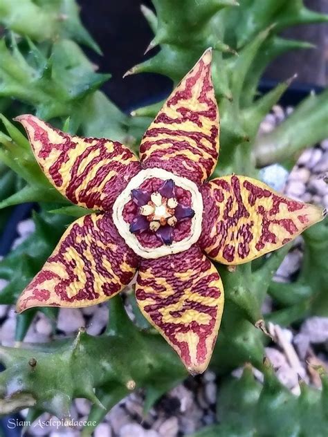 Orbea variegata cactus jungle – Artofit