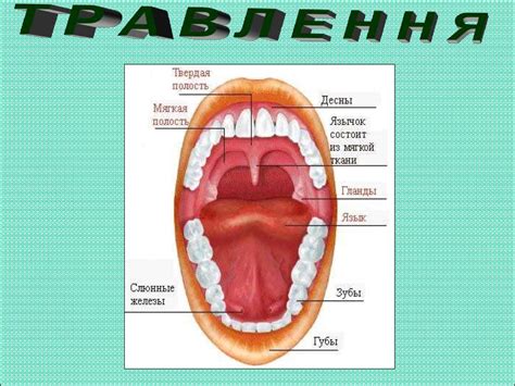 Травна система людини презентация онлайн